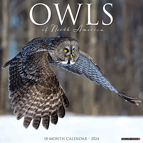 Owls 2024 12 X 12 Wall Calendar – Chalkys.com